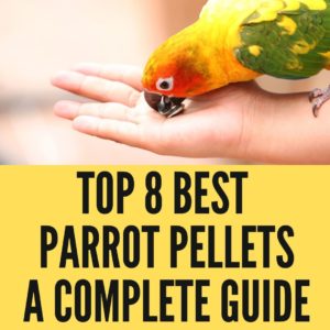 Top 8 Best Parrot Pellets In 2022: Buying Guide - Oxford Pets