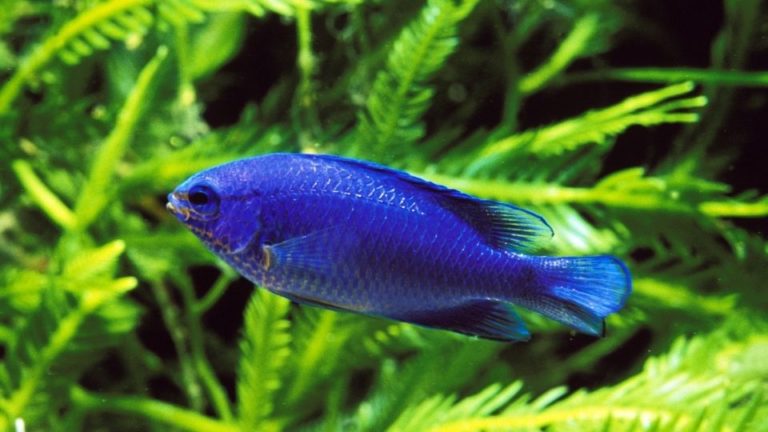 8 Amazing Fish You Can Keep as Pets - Oxford Pets