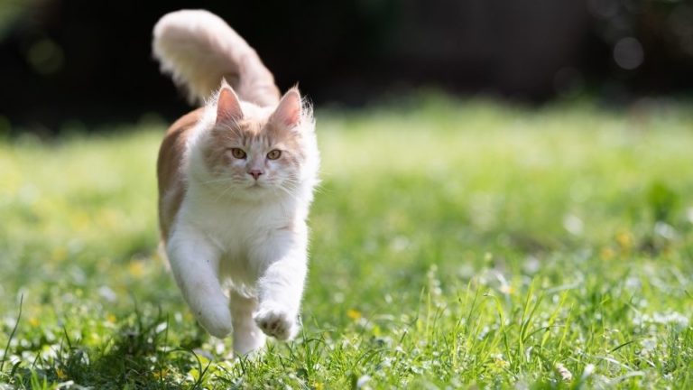 Why Does My Cat Run Away From Me? - Oxford Pets
