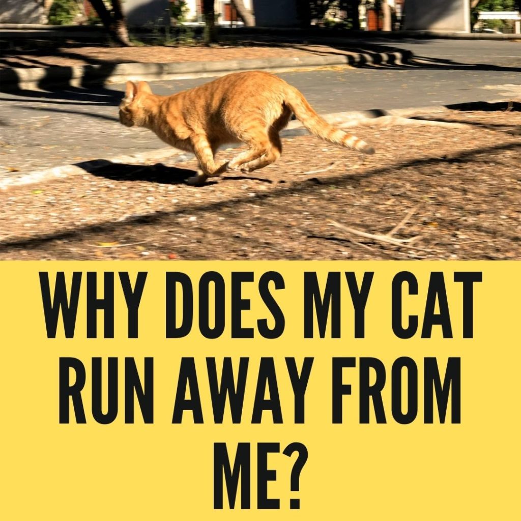 Why Does My Cat Run Away From Me Oxford Pets