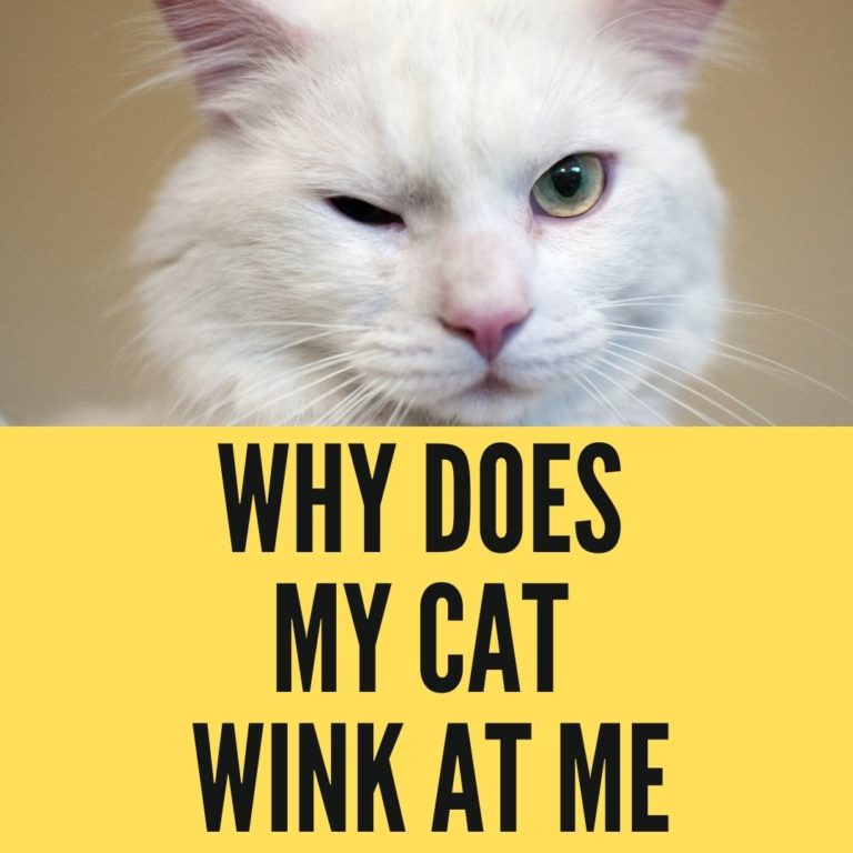 Why Does My Cat Wink At Me? 5 Reasons Explained - Oxford Pets