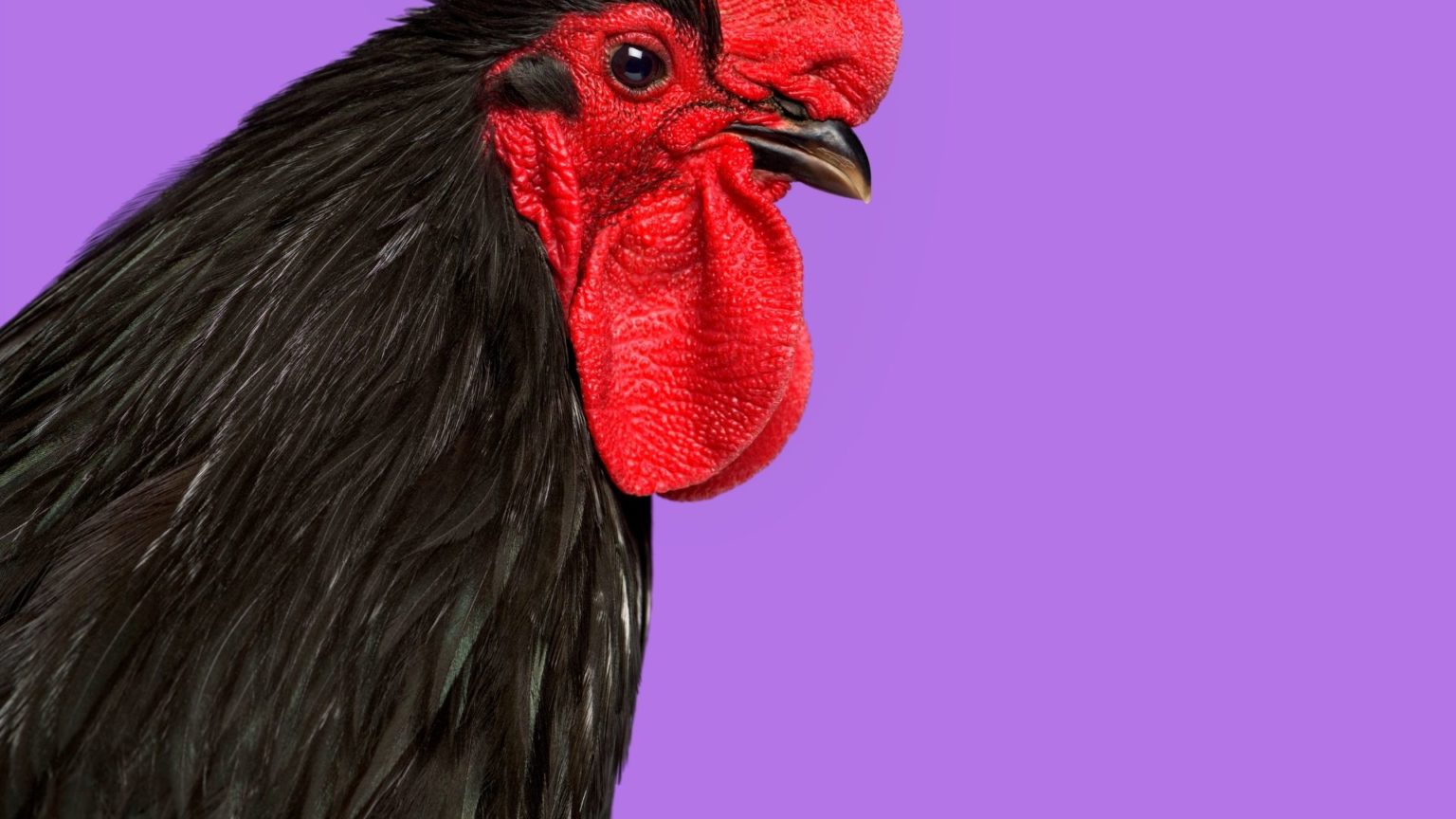 6 Chicken Breeds Having Black Meat, Skin, and Bones - Oxford Pets