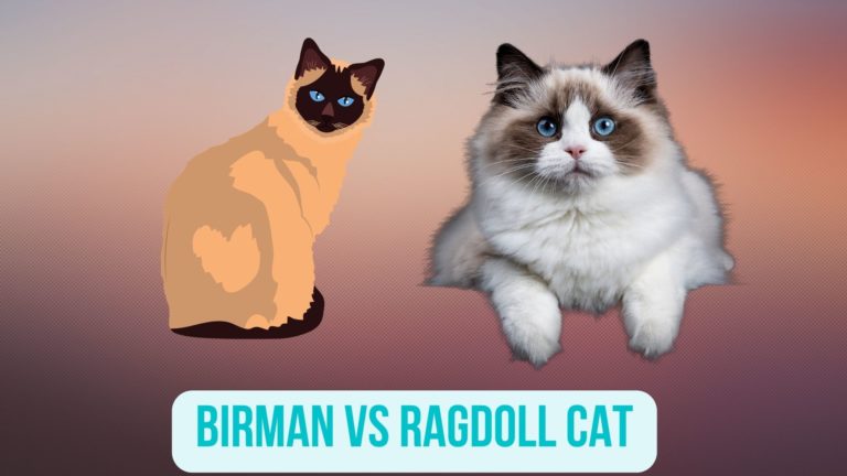 Birman vs Ragdoll: Comparison Guide in 2022 - Oxford Pets