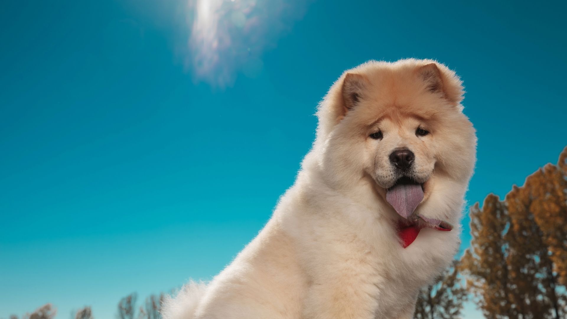 9 Dogs With Purple Tongues?+ (2022 List) - Oxford Pets