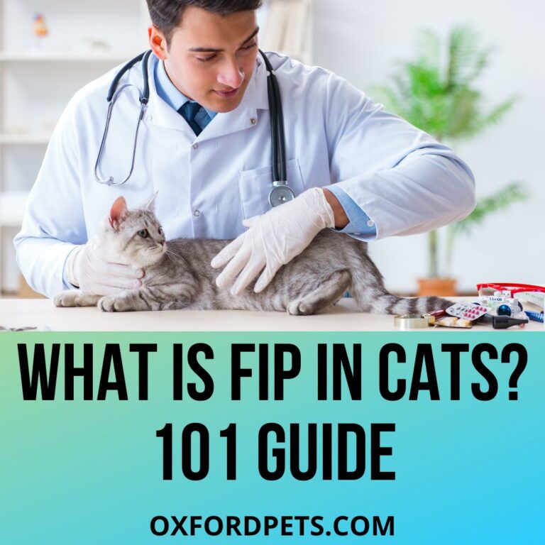What Is FIP in Cats? (Feline Infectious Peritonitis) 101 Review ...