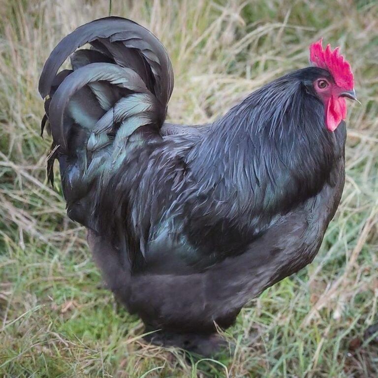 6 Black Chicken Breeds Having Black Meat, Skin, and Bones - Oxford Pets