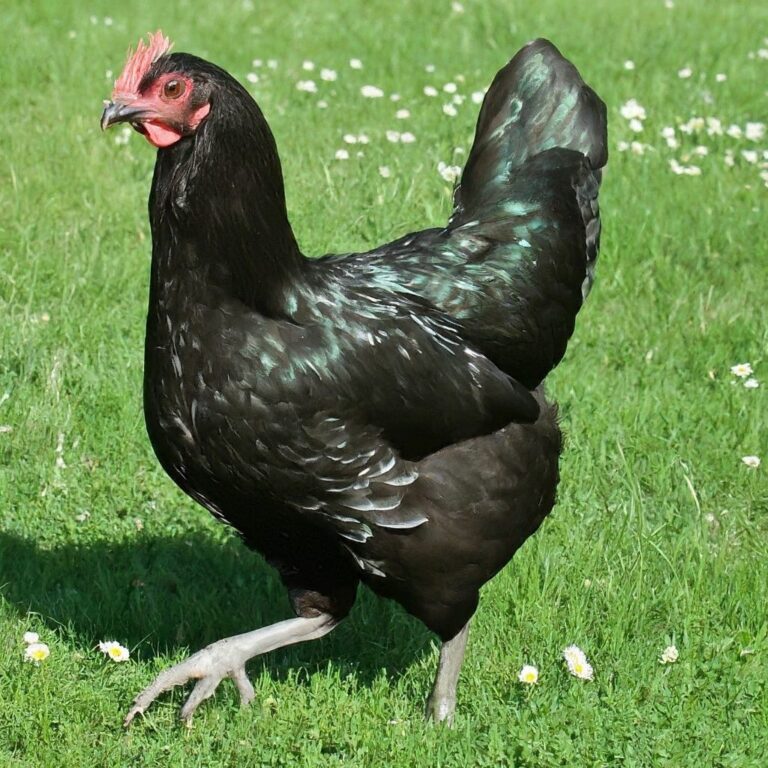 6 Black Chicken Breeds Having Black Meat, Skin, and Bones - Oxford Pets