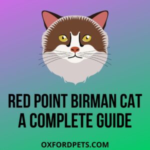 Red Point Birman Cat : A Complete Guide in 2022 - Oxford Pets