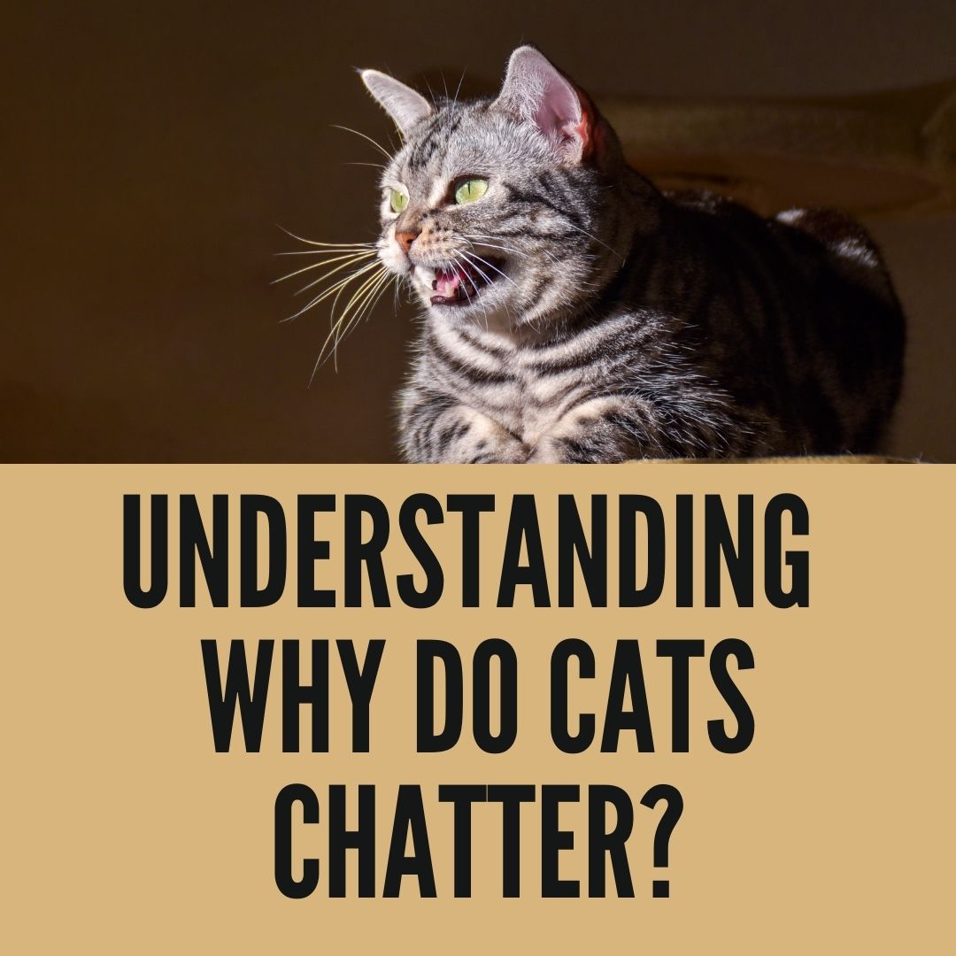 Understanding Why Do Cats Chatter? 3 Solid Reasons - Oxford Pets