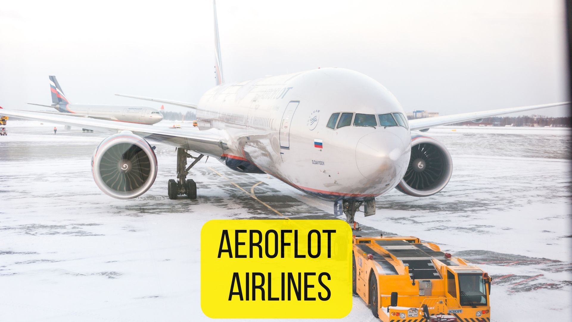 7 Airlines That Allow Rabbits In Cabins 2022 Guidelines Oxford Pets 7-airlines-that-allow-rabbits-in-cabins-2022-guidelines-oxford-pets