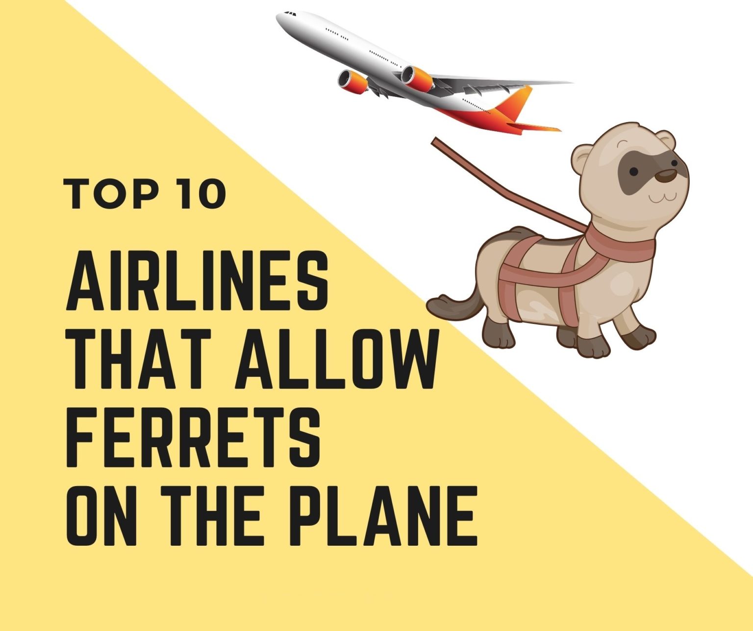 4 Airlines That Allow Ferrets In Cabin [2024 Policies] - Oxford Pets