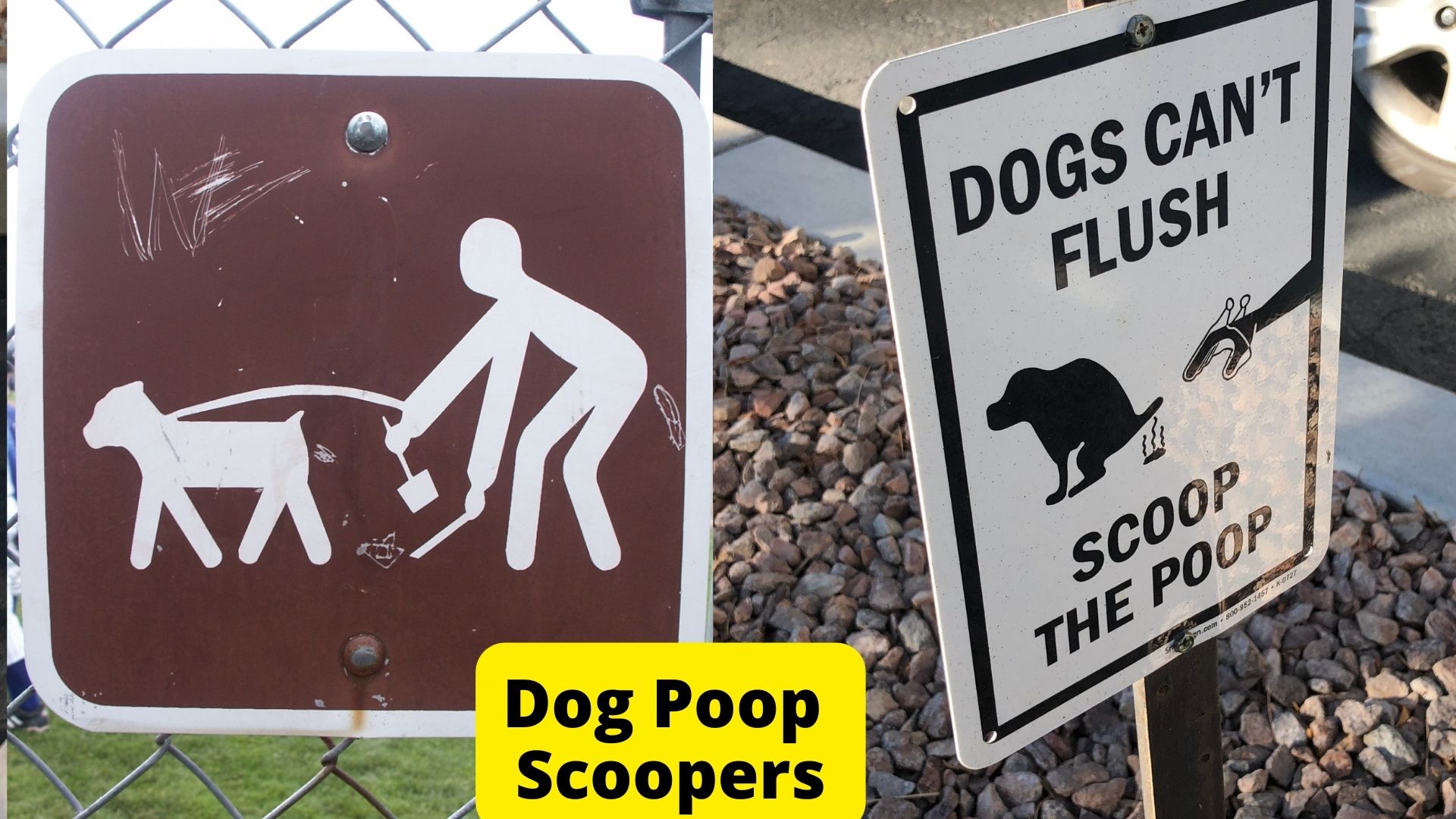5 Things to Know About Dog Poop Management in 2022 - Oxford Pets
