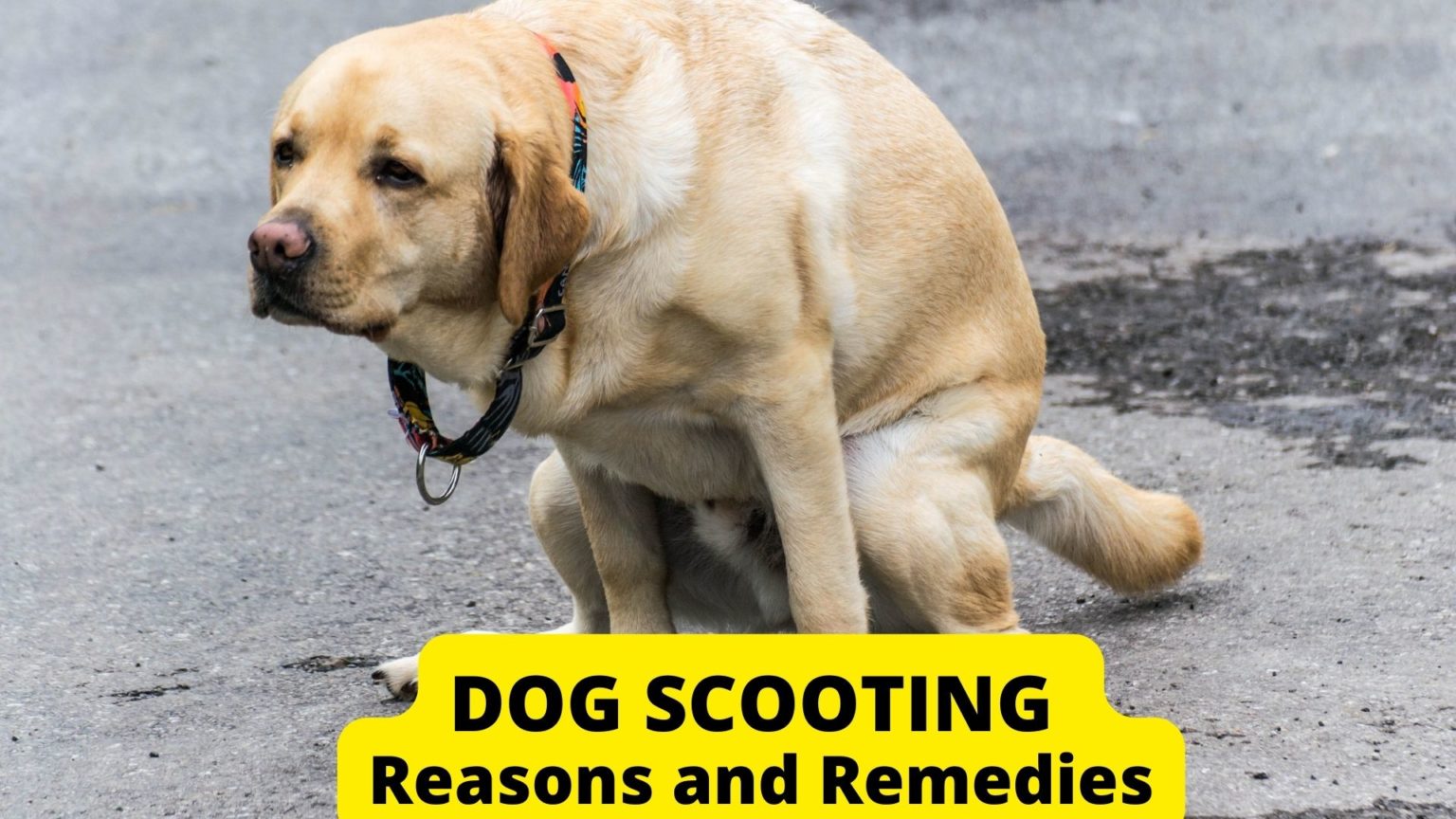 15 reasons and 8 Home Remedies For Dog Scooting - Oxford Pets