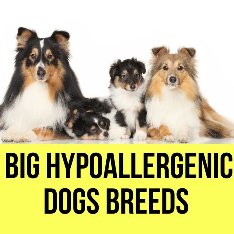 8 Big Hypoallergenic Dog Breeds and Allergy Sufferers - Oxford Pets