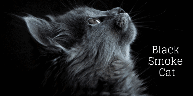 Black Smoke Cat: Ultimate Guide in [2022] - Oxford Pets
