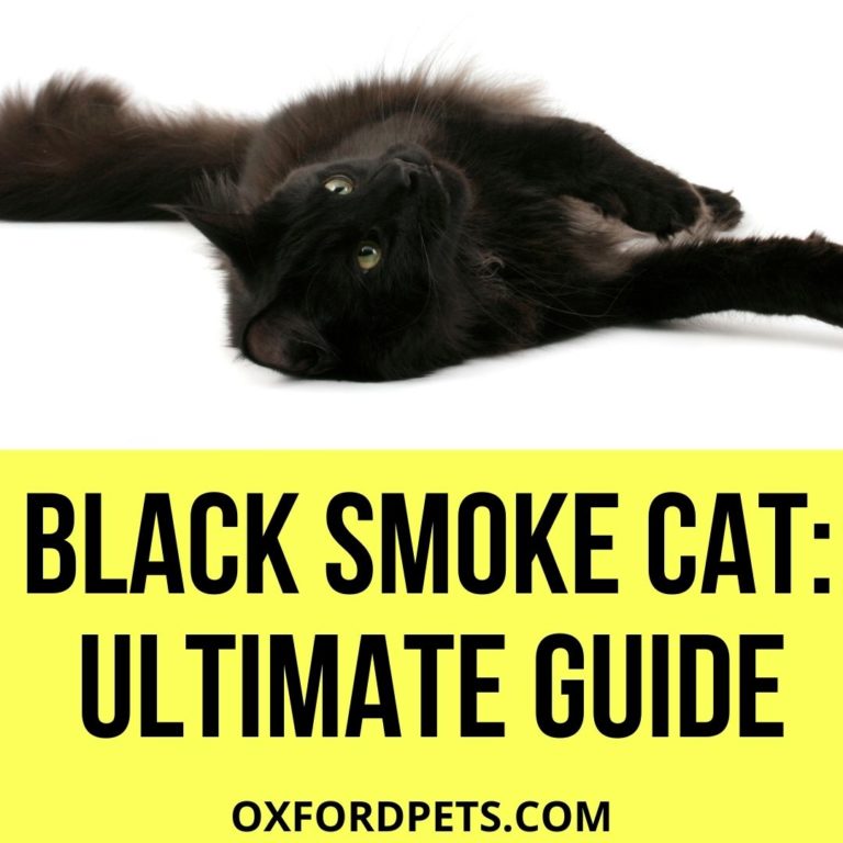 Black Smoke Cat: [Ultimate Guide in 2024] - Oxford Pets