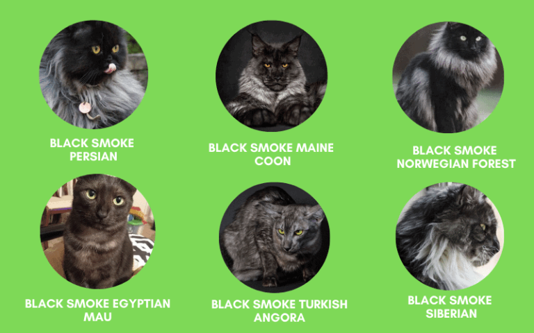Black Smoke Cat: Ultimate Guide in [2022] - Oxford Pets