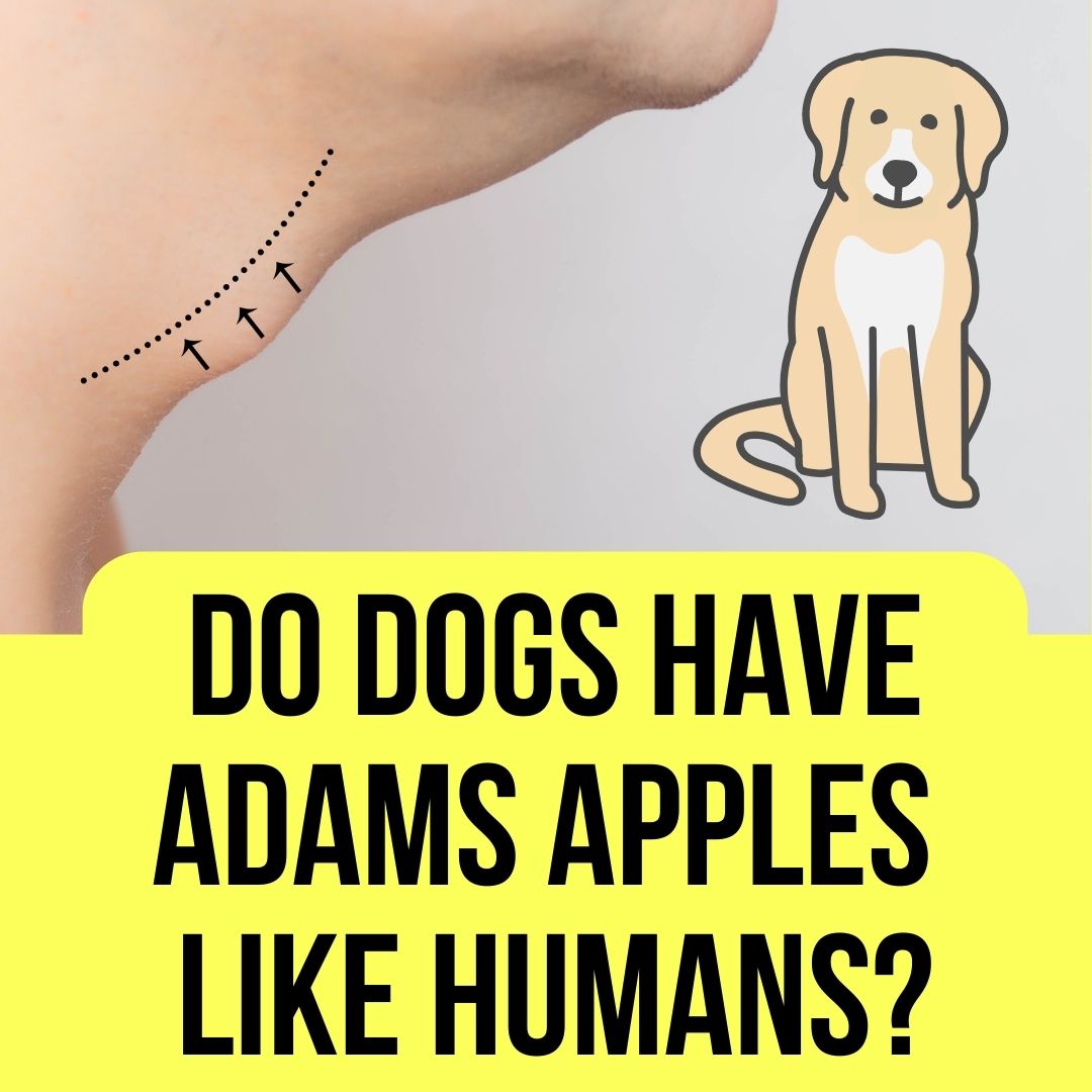 Do Dogs Have Adams Apple Like Humans 2022 Guide Oxford Pets