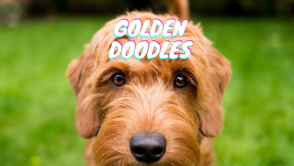 How To Make A Dog More Protective