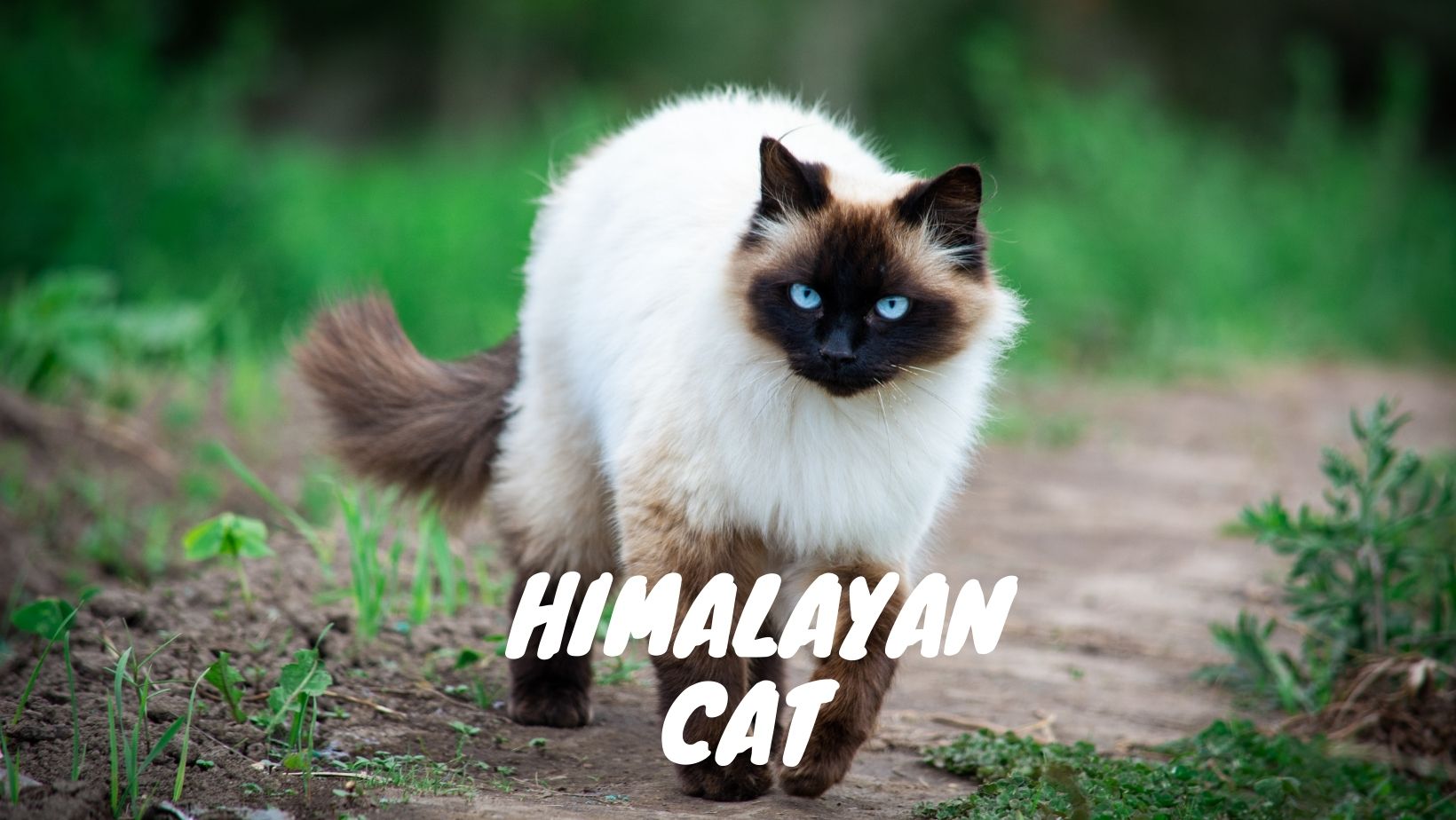 Top 7 Domestic Cats With Manes (2022 Buyer’s Guide) - Oxford Pets