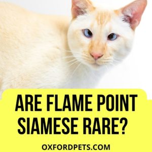 How Rare Are Flame Point Siamese? - Oxford Pets