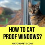 How to Cat Proof Windows? (5 Steps Easy Guide) - Oxford Pets
