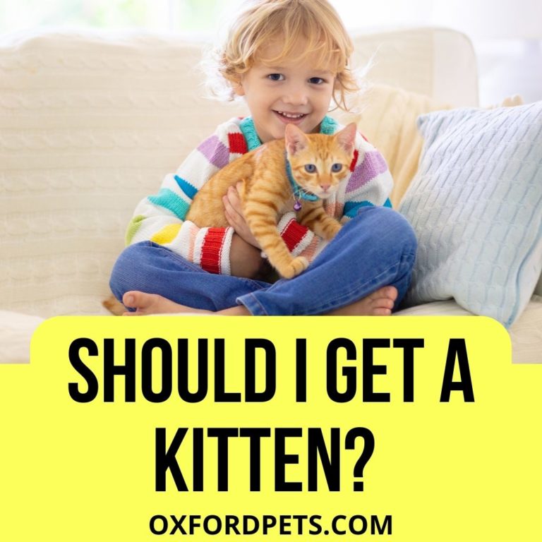 Should I Get a Kitten? [6 Things You Must Know] - Oxford Pets