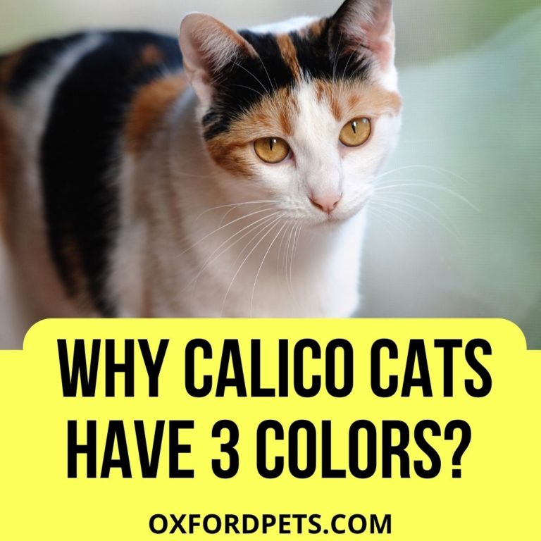 Why Do Calico Cats Have Three Colors? [6 Reasons] - Oxford Pets