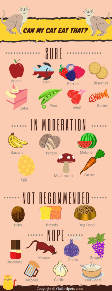 27 Foods Cats Can Eat and Cant Eat (2022 Guide) - Oxford Pets