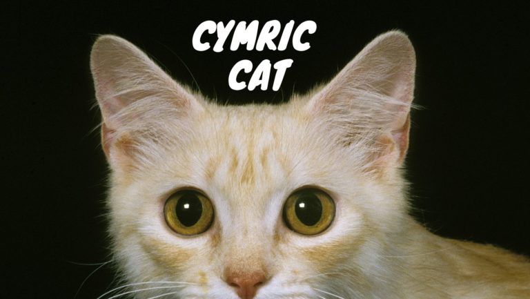 Top 7 Domestic Cats With Manes (2022 Buyer’s Guide) - Oxford Pets