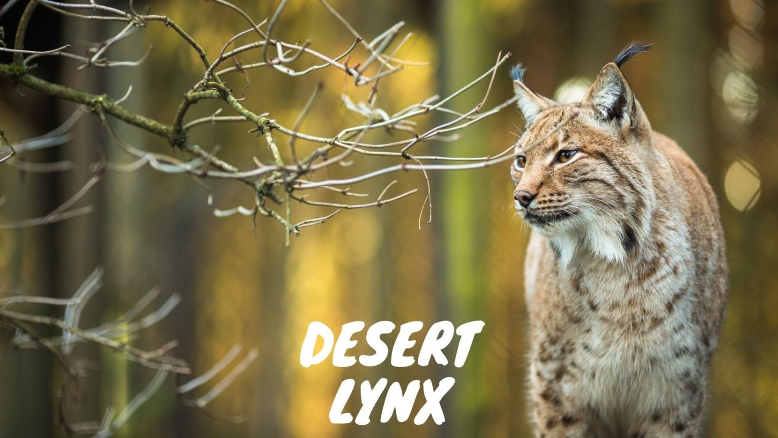 4 Domestic Cats That Look Like Lynx - Oxford Pets