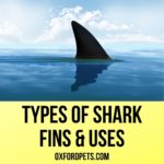 5 Different Types of Shark Fins: What They Mean? - Oxford Pets