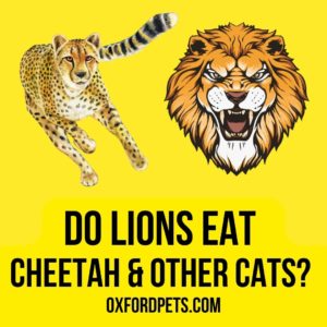 Do Lions Eat Cheetahs and Other Cats? Lions Diet Review - Oxford Pets