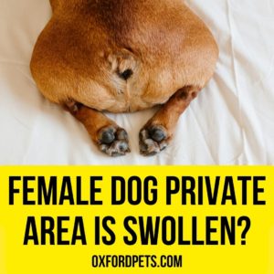 15 Reasons Why Female Dog Private Area is Swollen? - Oxford Pets