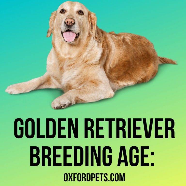 Golden Retriever Breeding Age: Male Vs. Female - Oxford Pets