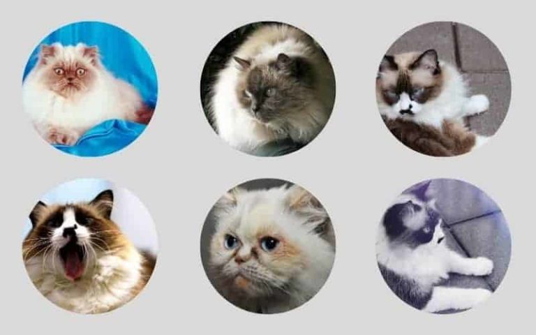 Himalayan Cat Breed: [Traits, Personality & Facts in 2022] - Oxford Pets