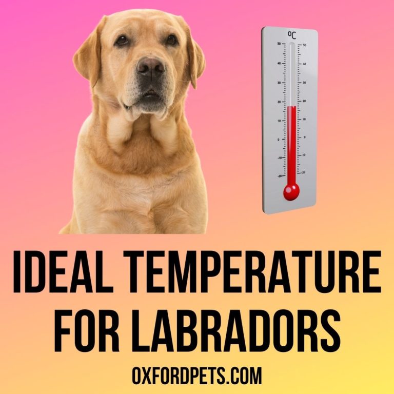 What Is Ideal Temperature For Labradors? 101 Guide - Oxford Pets