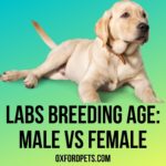 Labrador Retriever Breeding Age: Male Vs Female - Oxford Pets