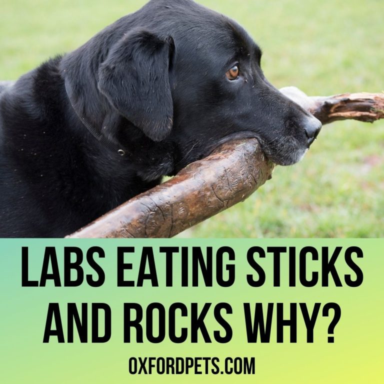 Labs Eating Sticks, Rocks, And Non-Edibles? Why? - Oxford Pets