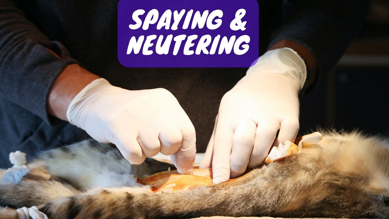 13 Important Dogs First Year Milestones - Oxford Pets