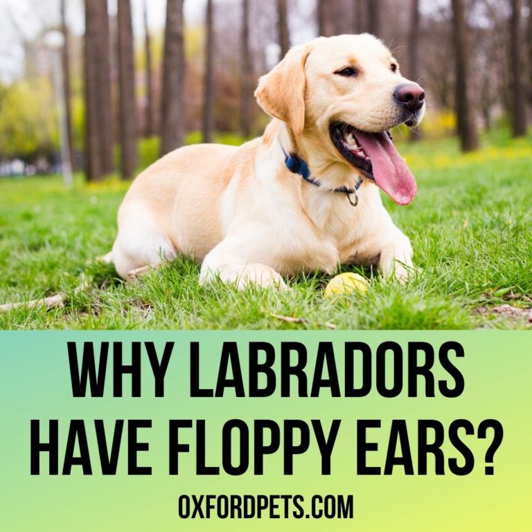 Why do Labradors Have Floppy Ears? Reasons and Benefits - Oxford Pets