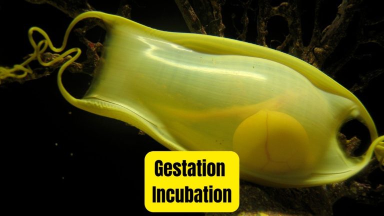 6 Stages Of Sharks Life Cycle [2022 Guide] - Oxford Pets