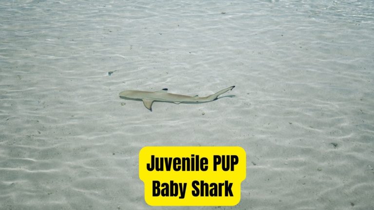6 Stages Of Sharks Life Cycle [2022 Guide] - Oxford Pets