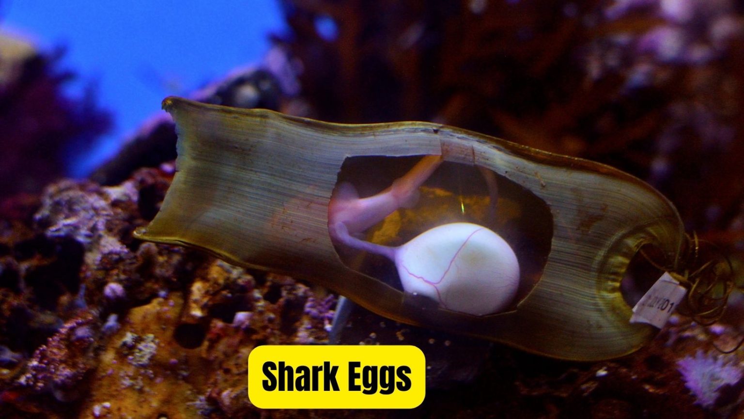 6 Stages Of Sharks Life Cycle [2022 Guide] - Oxford Pets