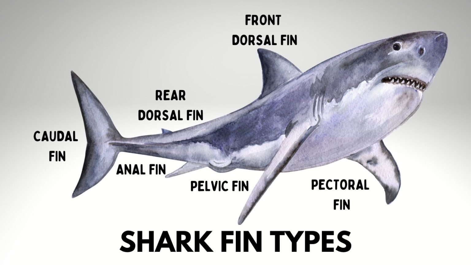 5 Different Types of Shark Fins: What They Mean? - Oxford Pets