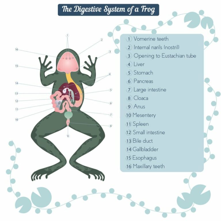 What Does A Frog Poop Look Like? (Pictures) 101 Guide - Oxford Pets