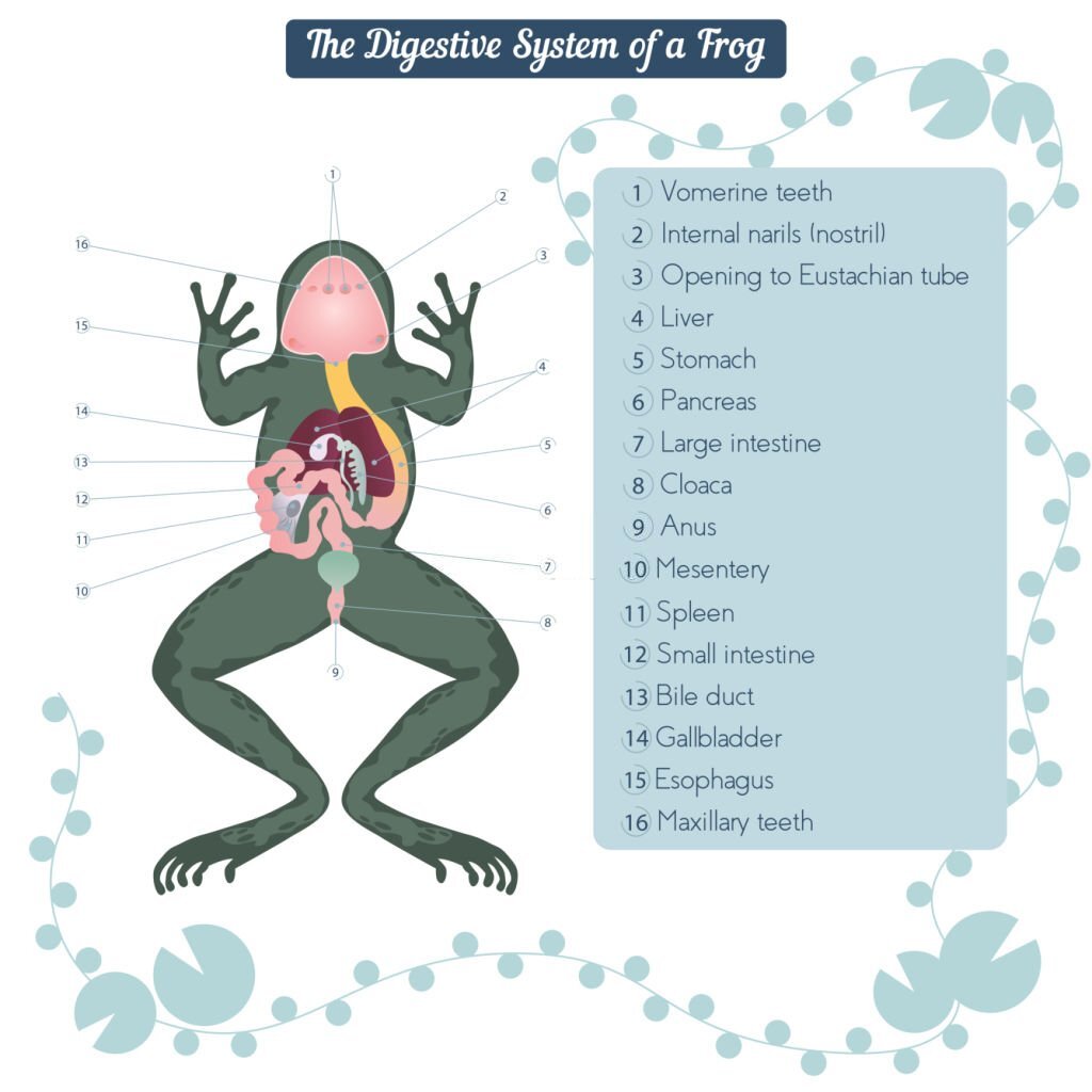 What Does A Frog Poop Look Like? (Pictures) 101 Guide - Oxford Pets