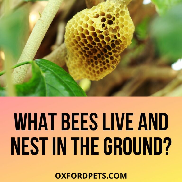 Bees That Live And Nest In The Ground: 2024 List - Oxford Pets
