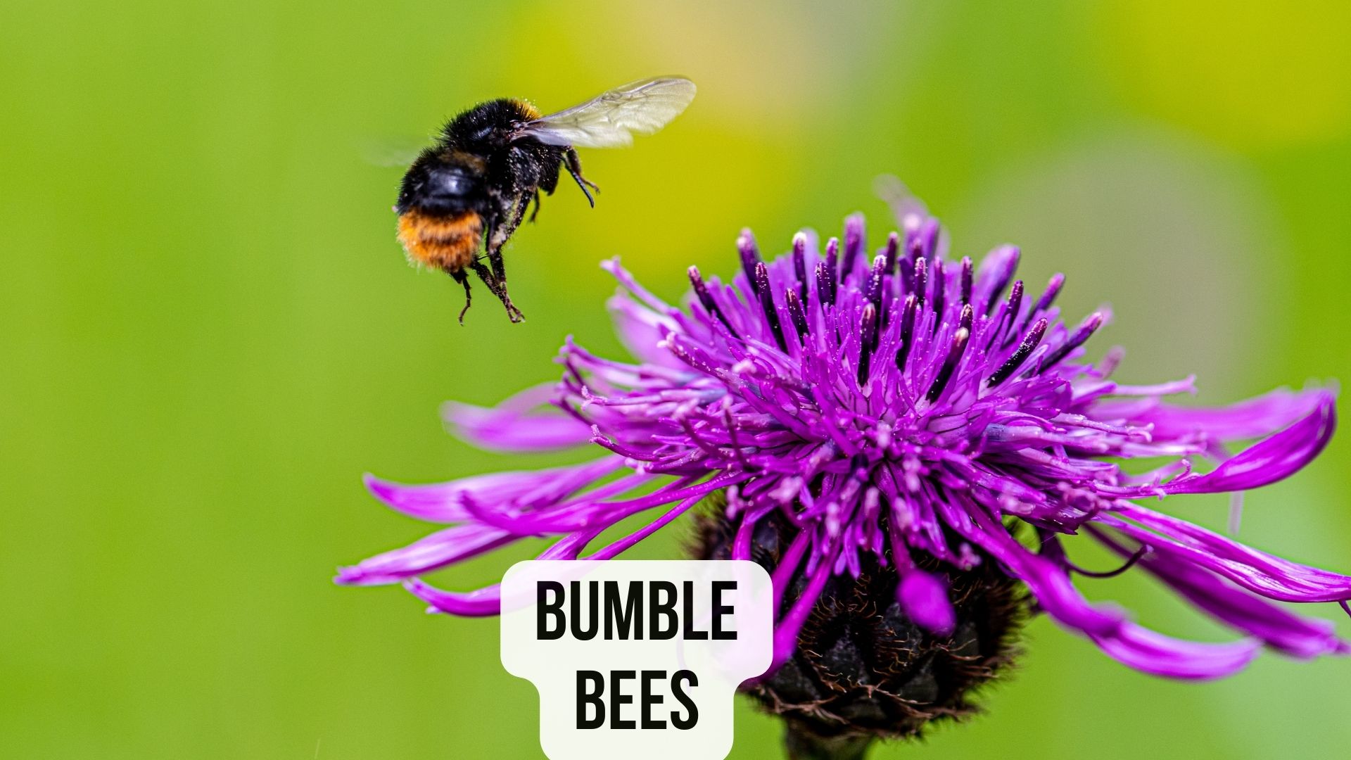 Bees That Live And Nest In The Ground: 2024 List - Oxford Pets