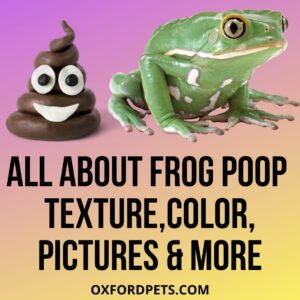 What Does A Frog Poop Look Like? (Pictures) 101 Guide - Oxford Pets